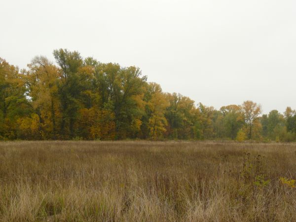 forest side view texture 0007 - Texturelib